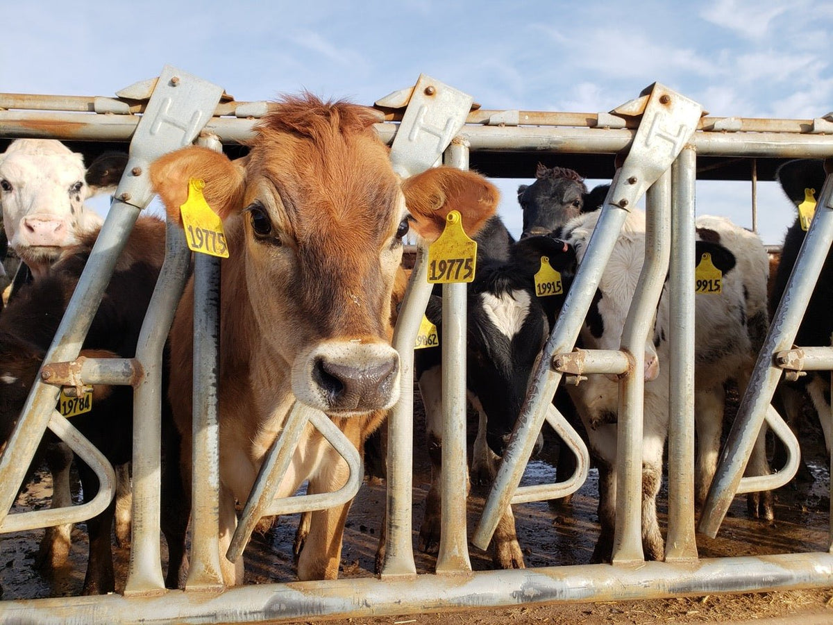 From Infection to Infertility: How Inflammation Disrupts Dairy Cow Rep ...