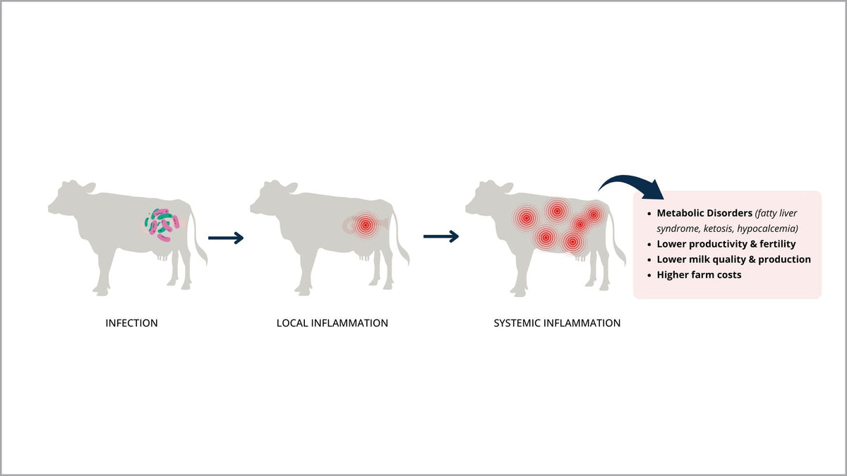 Inflammation and Its Ripple Effects: The Hidden Costs of Reproductive ...
