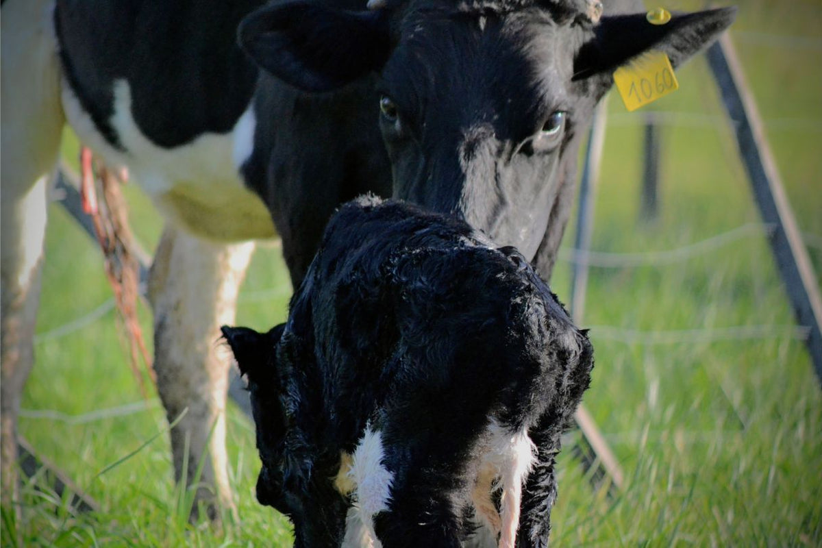 Prevent calving problems in cows - Transition phase – Healthy Cow