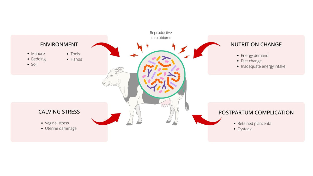 The Impact of Bacterial Invasions During Calving: What Dairy Farmers N ...