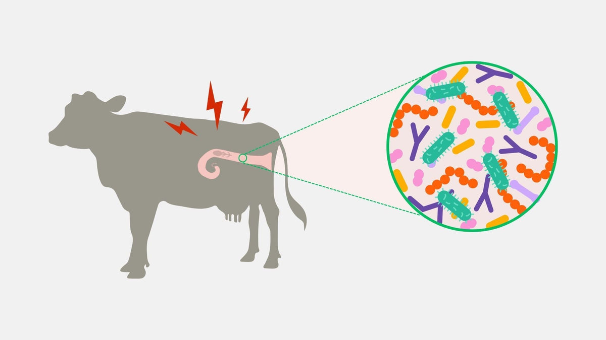 Understanding the Damaged Reproductive Microbiome in Dairy Cows: Cause ...